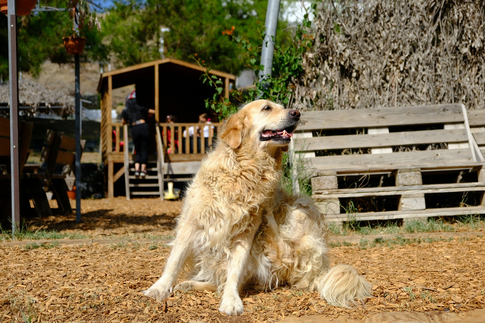 Understanding Canine Atopic Dermatitis Why Is My Dog So Itchy? - LivPet